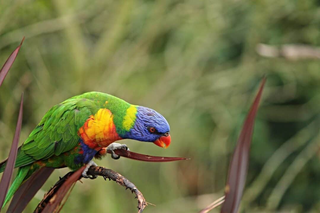 The Most Complex Animal Brains — Beyond Humans