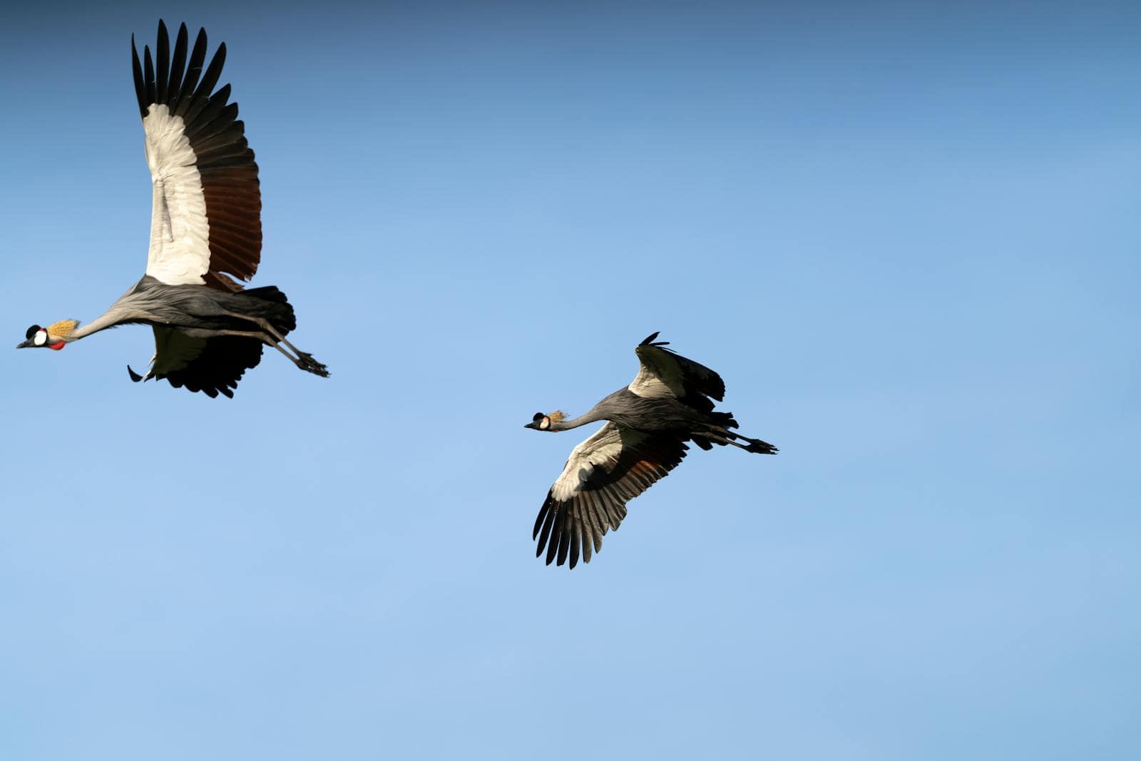 Why This African Bird Is Worshipped as a God