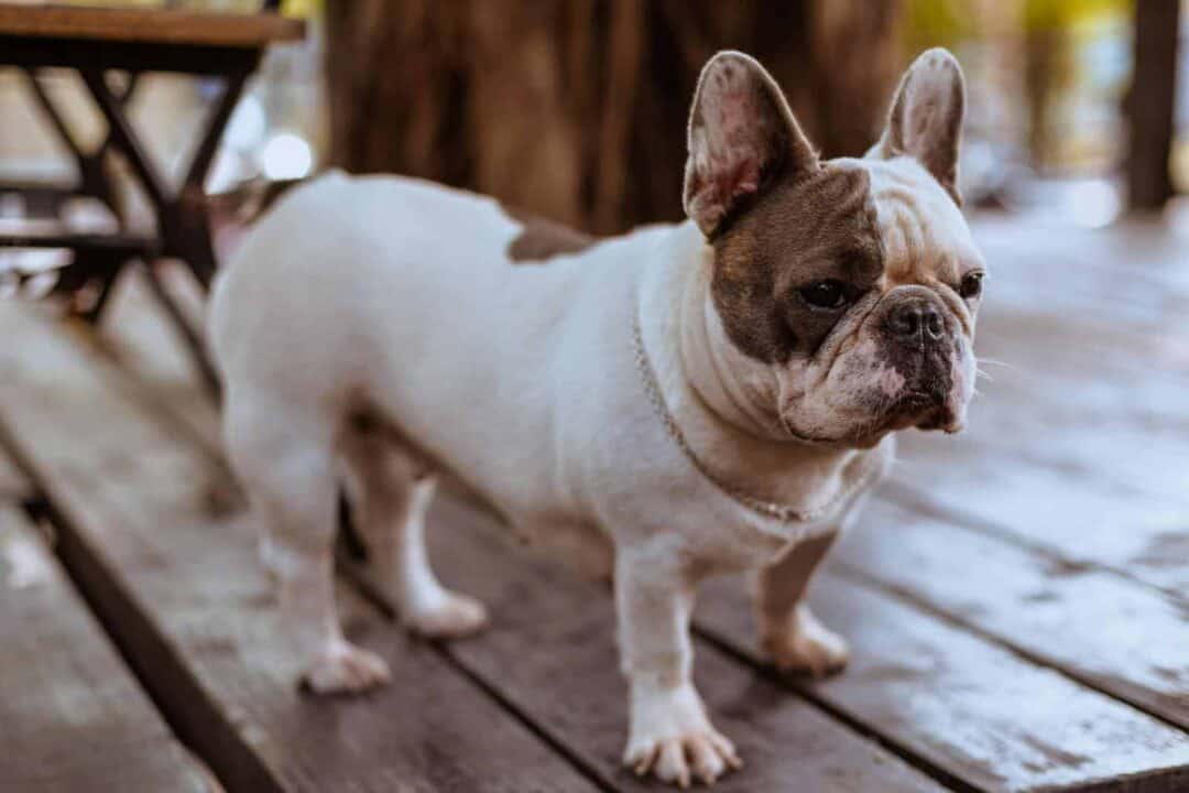 How Our Beloved Dogs Are Shaping the Planet—In More Ways Than We Knew ...