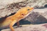 12 Land Animals That Can Fly or Glide - Animals Around The Globe