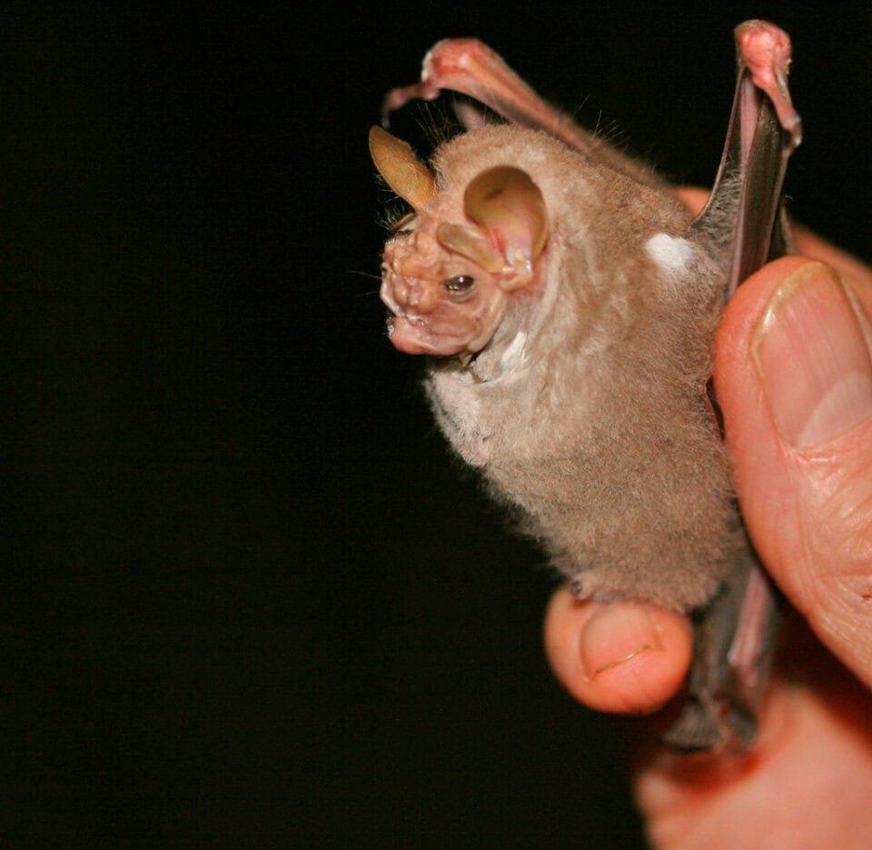 The Bat With a Face Straight Out of a Horror Movie