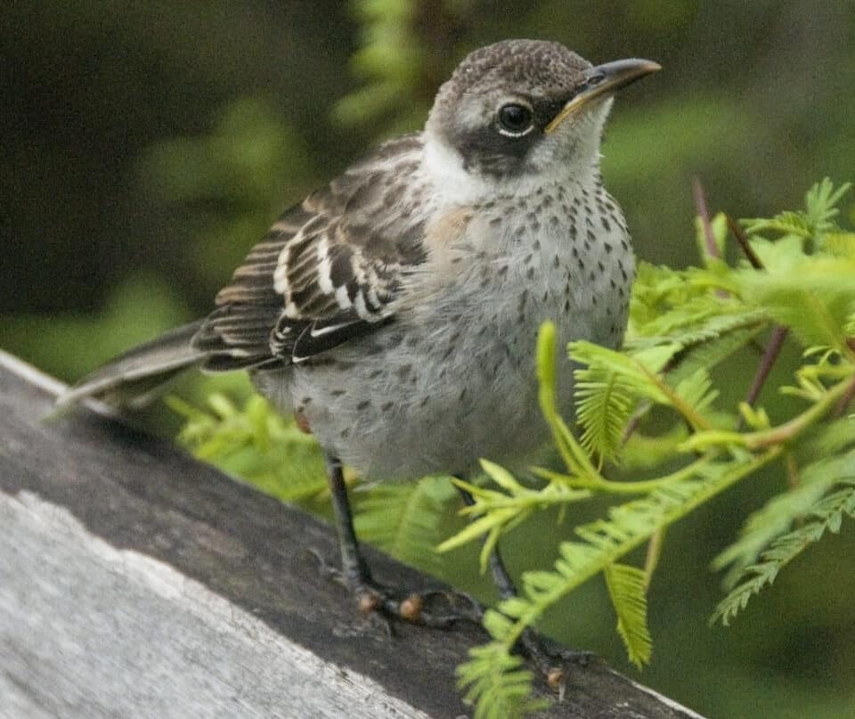 How Vampire Finches Drink Blood to Survive - Animals Around The Globe
