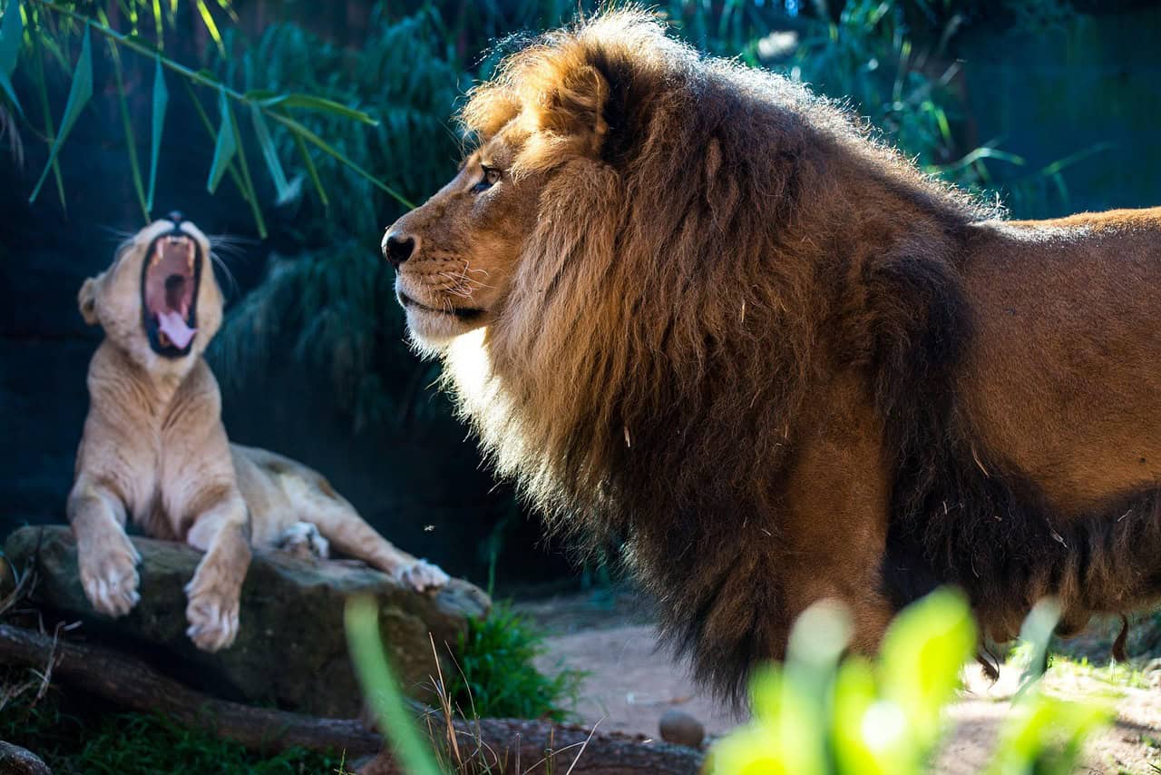 The Science Behind Animal Homing Instincts - Animals Around The Globe