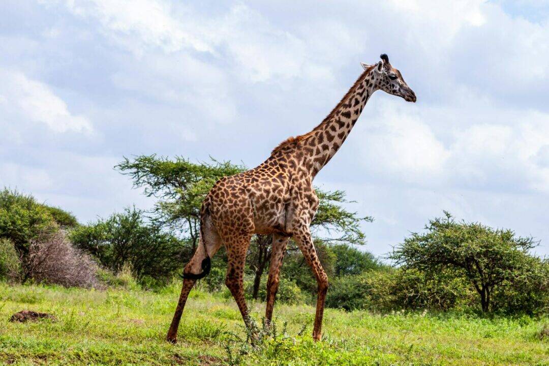 15 Facts About Baby Giraffes That Will Melt Your Heart - Animals Around ...