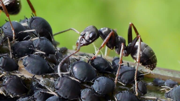 These Ants Build Living Bridges With Their Bodies