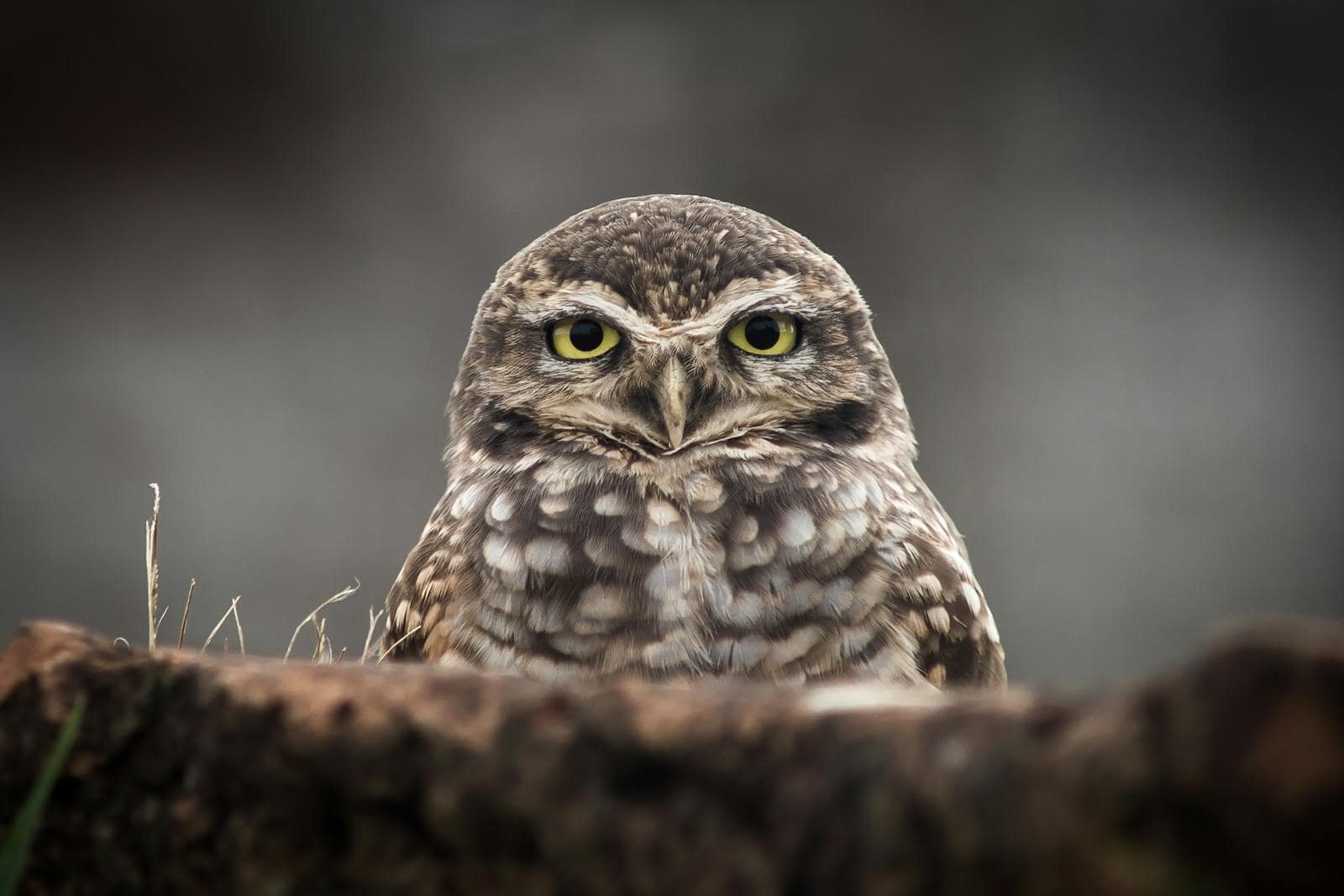The Desert Where Owls Nest Underground - Animals Around The Globe