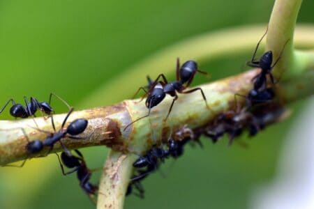 Ants That Wage War With Neighboring Colonies
