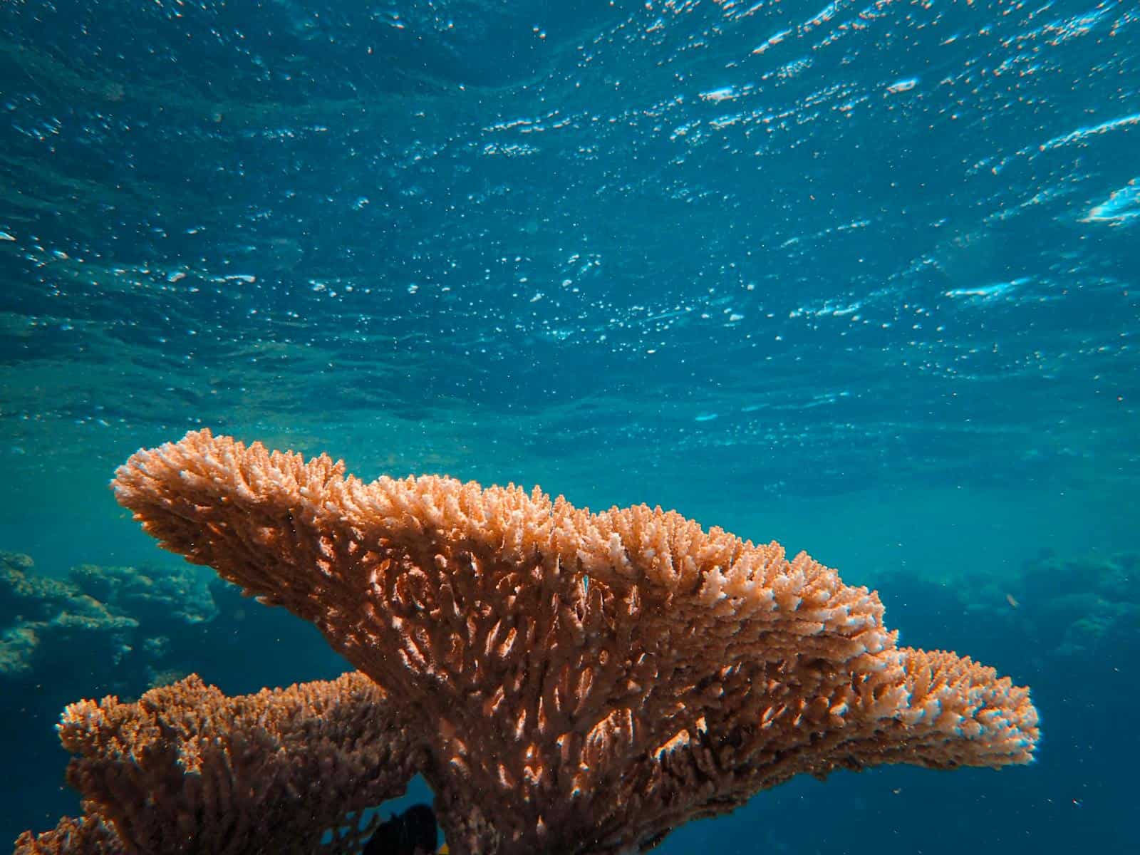What Happens If Coral Reefs Collapse Completely - Animals Around The Globe