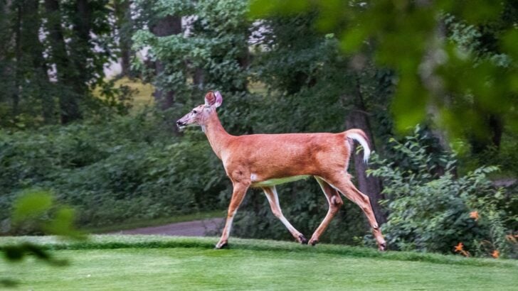 How Fast Can a Deer Run? You Might Be Surprised