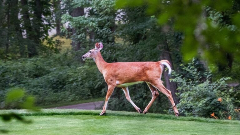 How Fast Can a Deer Run? You Might Be Surprised