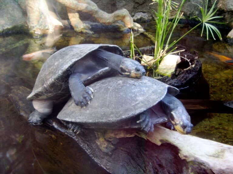 The Turtle That Breathes Through Its Butt Is Real - Animals Around The ...