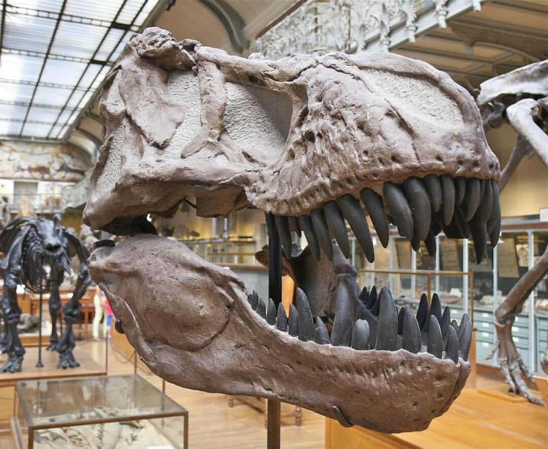 This Newly Unearthed Dinosaur Had 500 Teeth
