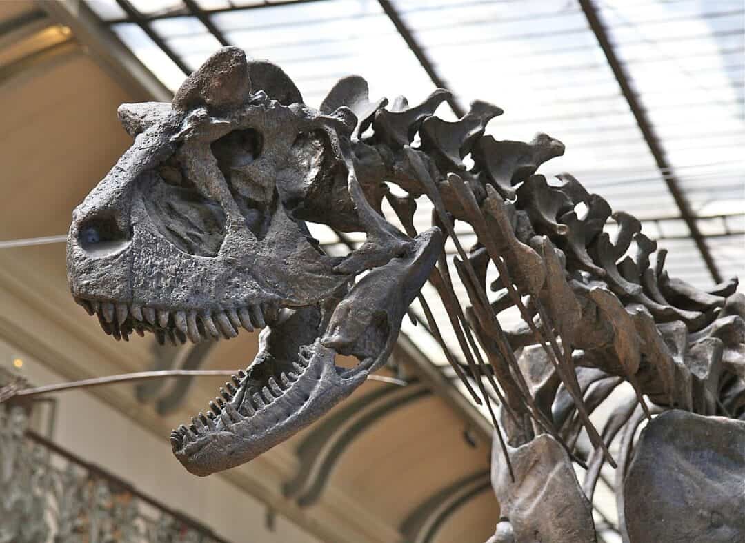 This Newly Unearthed Dinosaur Had 500 Teeth