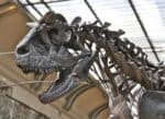 This Newly Unearthed Dinosaur Had 500 Teeth