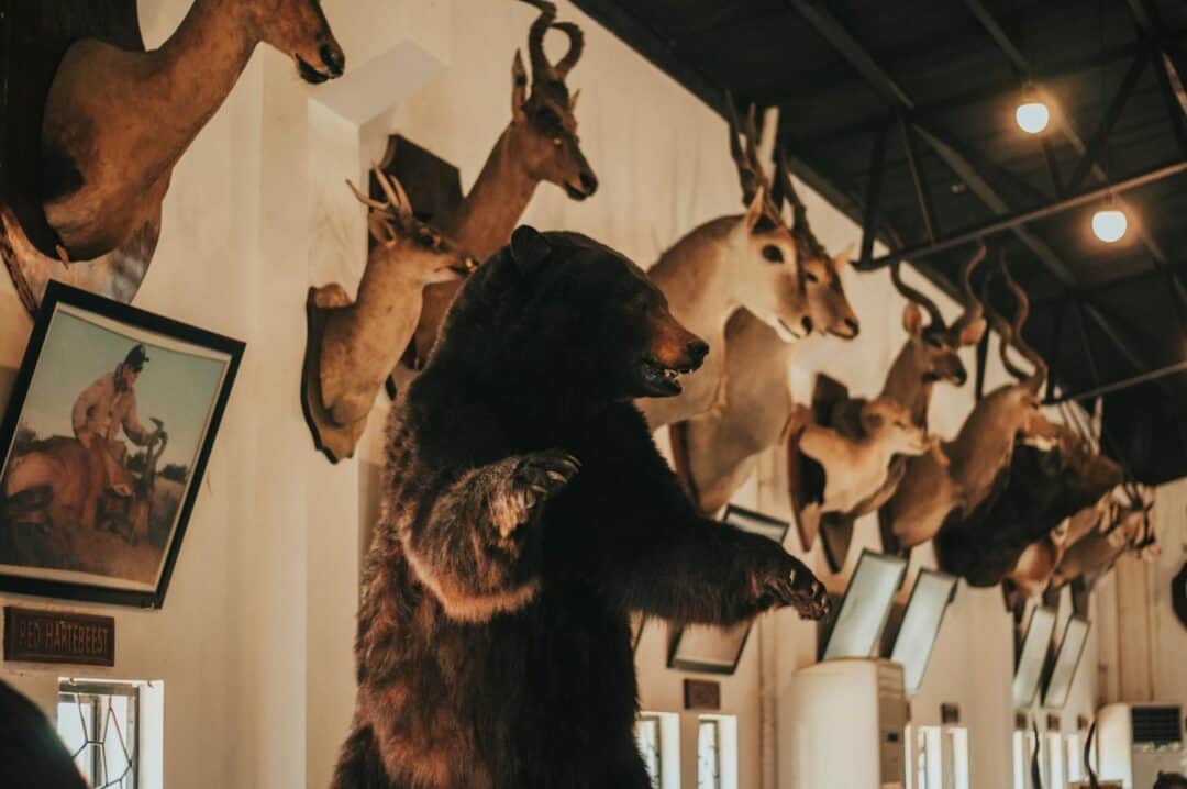 Inside the Billion-Dollar Trophy Hunting Industry: What You Didn’t Know