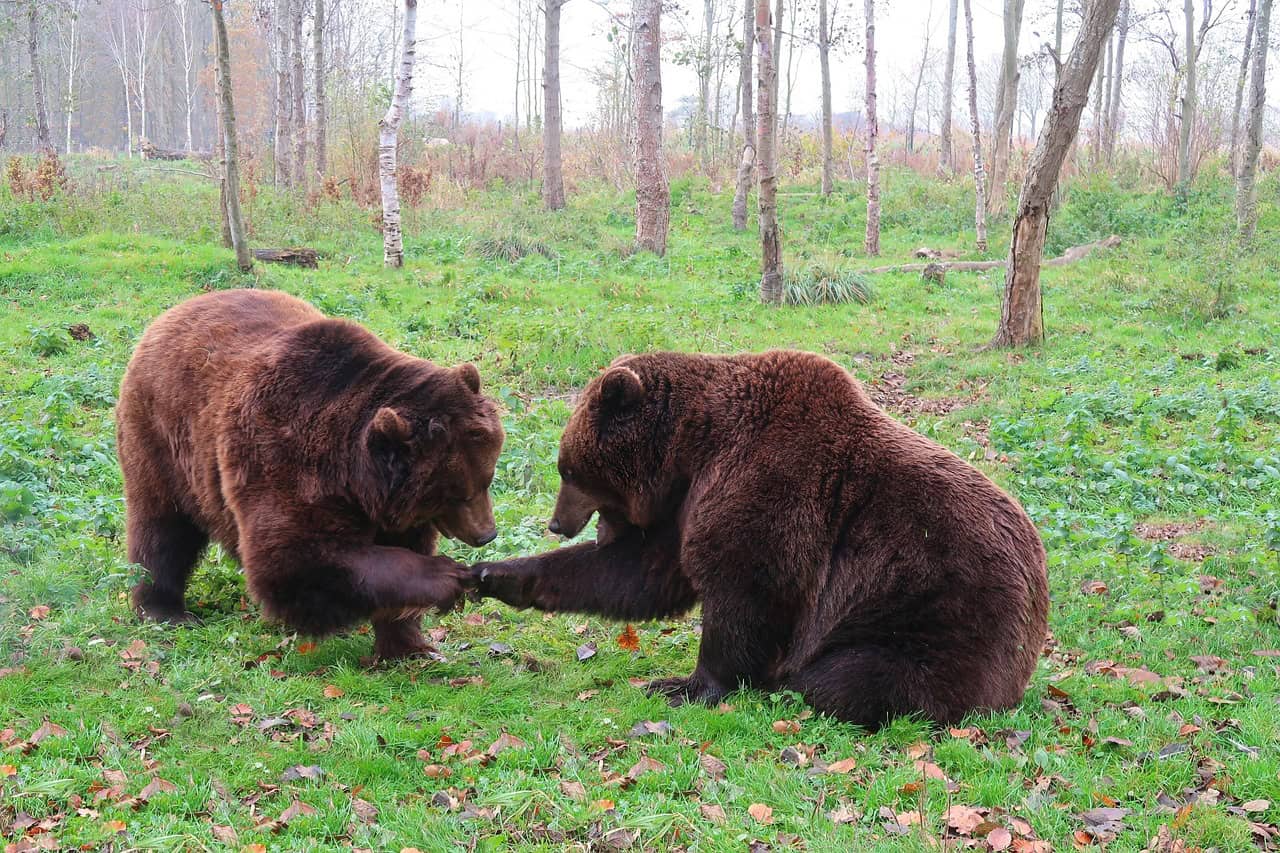 Bears - Animals Around The Globe