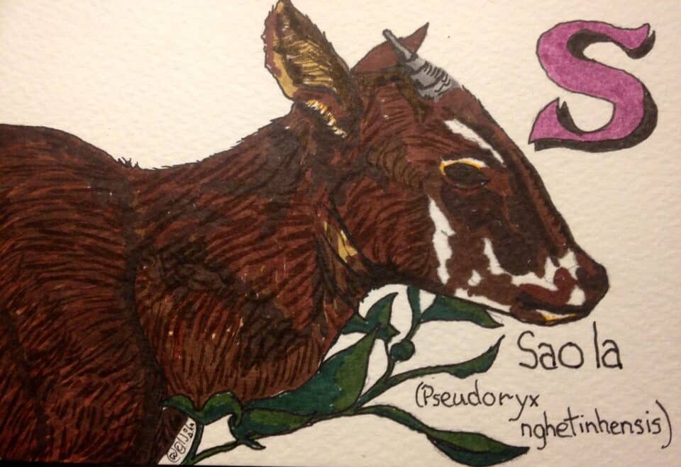 The Global Effort to Save the Saola, Asia’s “Unicorn” - Animals Around ...