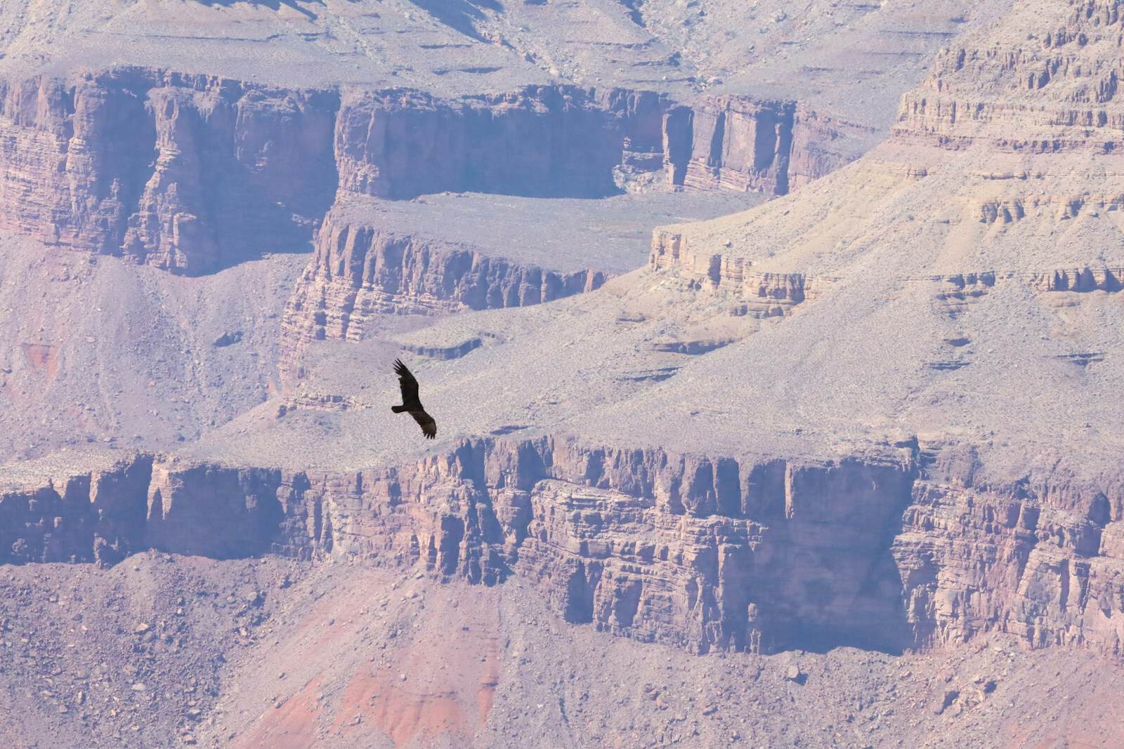 This Hawk Has a Wingspan Bigger Than an NBA Player - Animals Around The ...