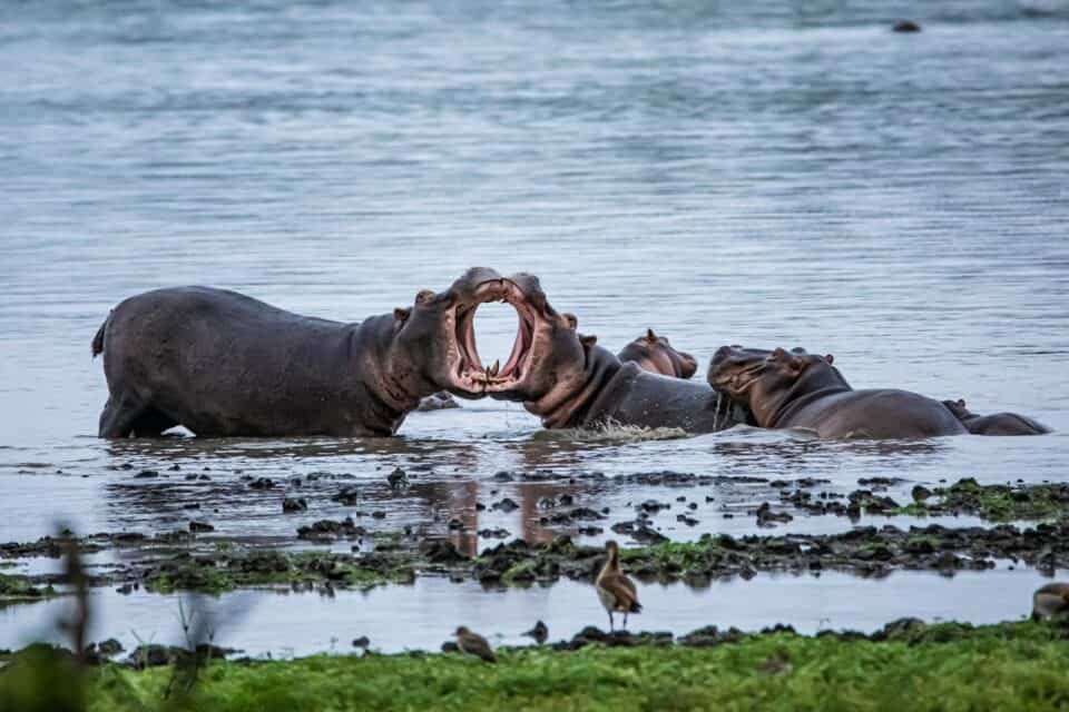 The Strength of the Hippo: Why It’s More Dangerous Than You Think ...