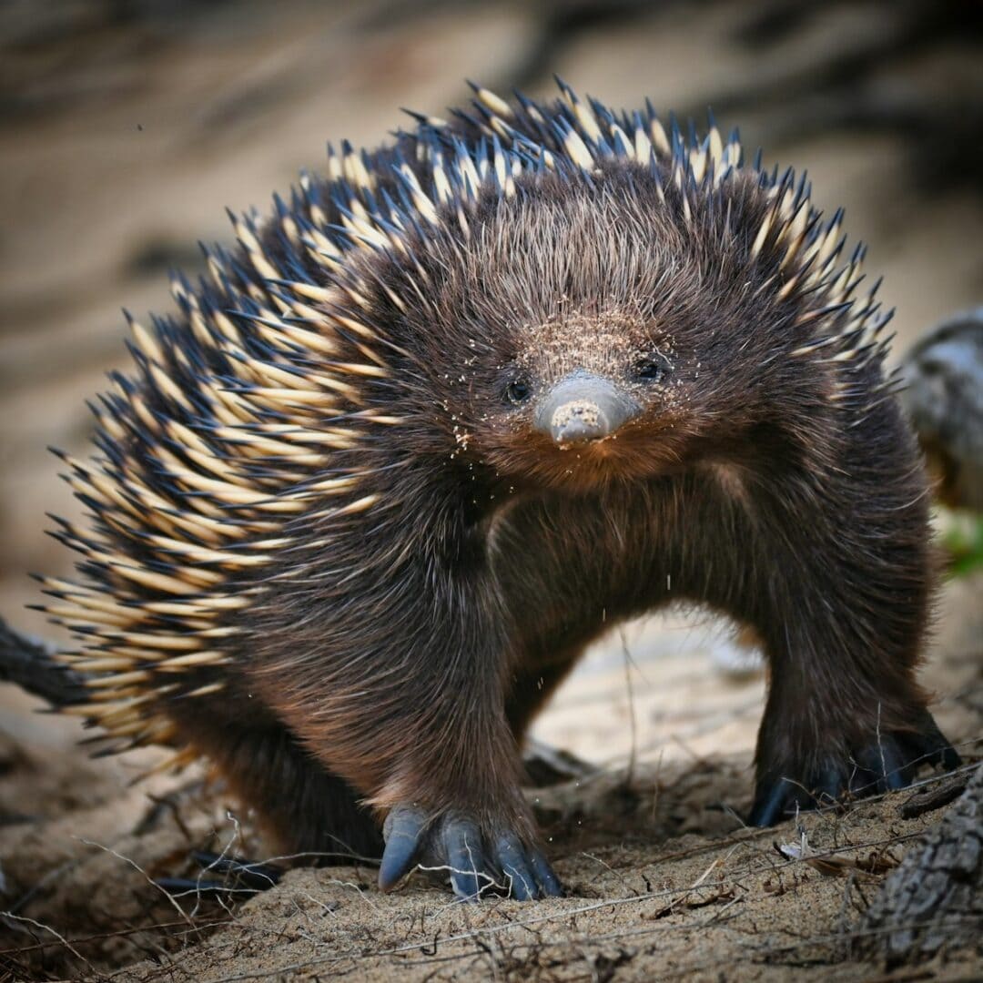 How the Sluggish Echidna Survives in a Fast-Moving World - Animals ...