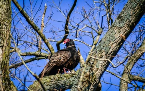 Why Vultures Are the Unsung Heroes of the Ecosystem