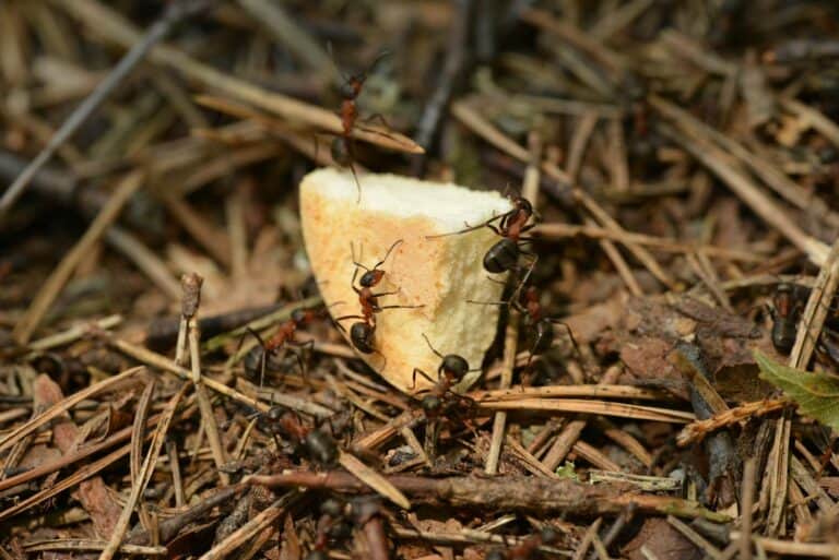 How Ants Solve Complex Problems Without a Brain Center