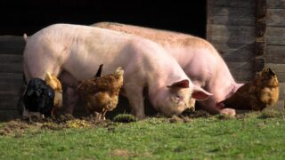 The Surprising Intelligence of Pigs in Puzzle Solving