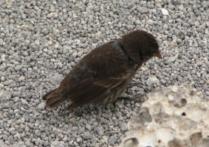 How Vampire Finches Drink Blood to Survive - Animals Around The Globe
