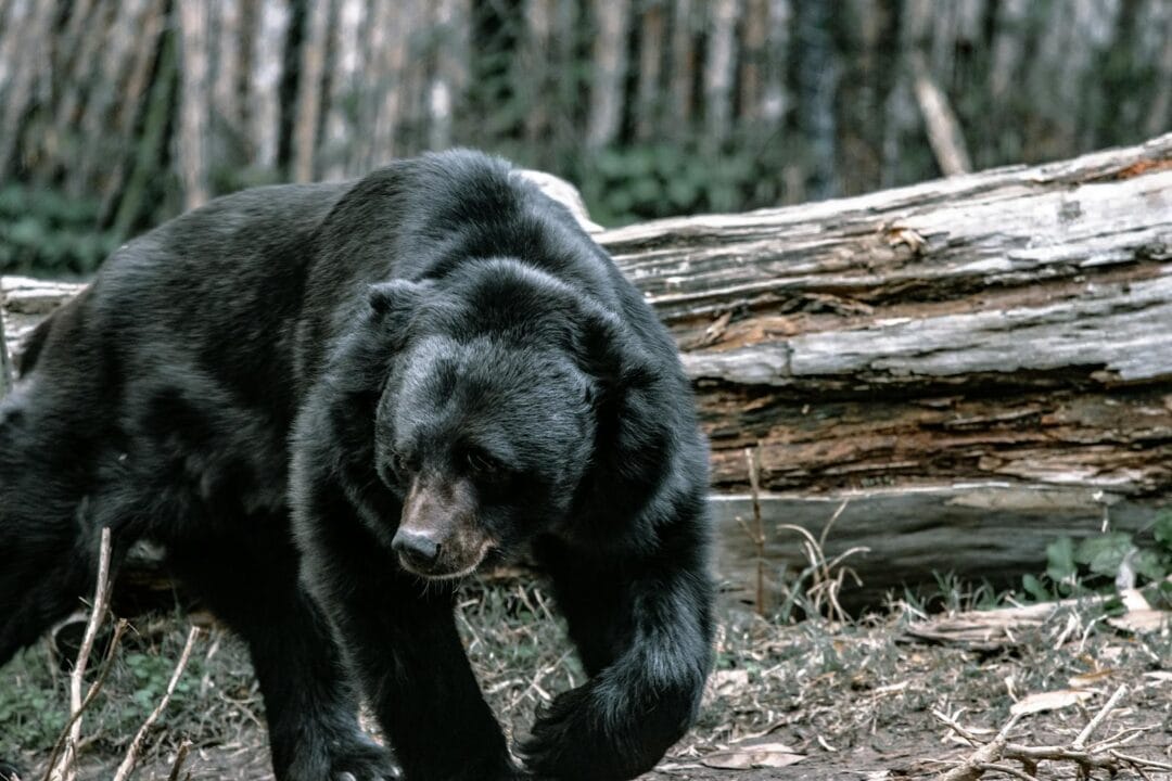 Why Black Bears Are Thriving in New Jersey