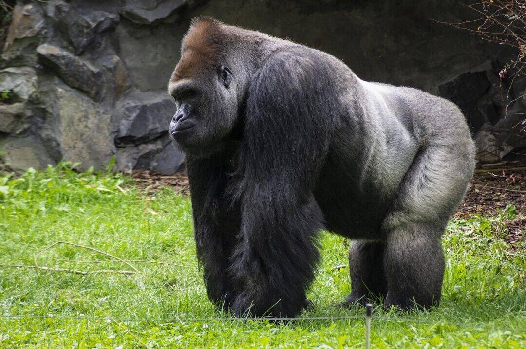 Gorilla Mating: A Look at Their Complex Social Structure and ...