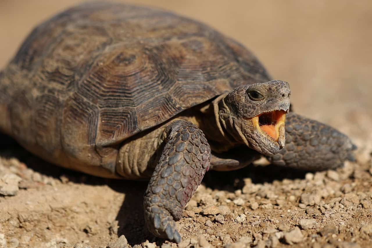 Crikey! Revisiting Steve Irwin’s Most Iconic Moments - Animals Around ...