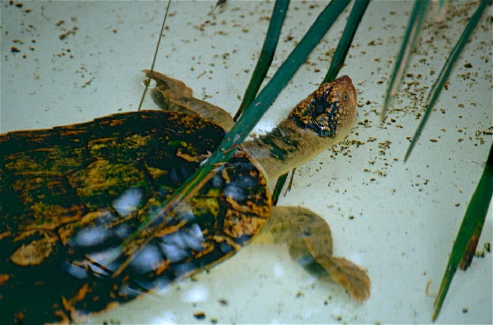 This Turtle Can Breathe Through Its Butt - Animals Around The Globe