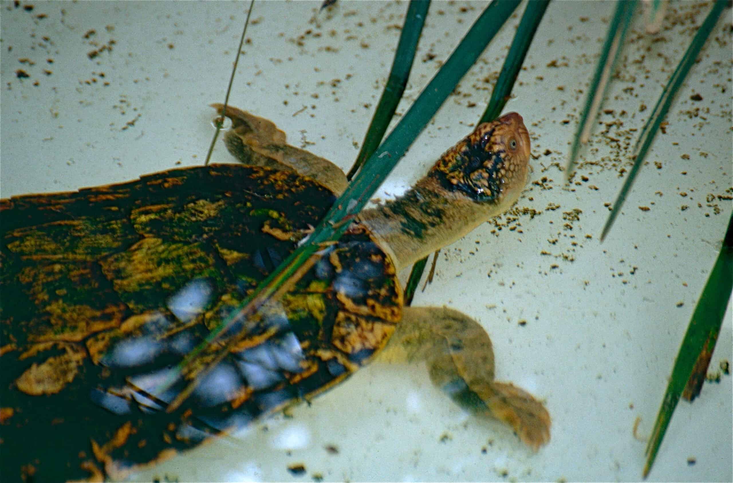 The Turtle That Breathes Through Its Butt Is Real - Animals Around The ...