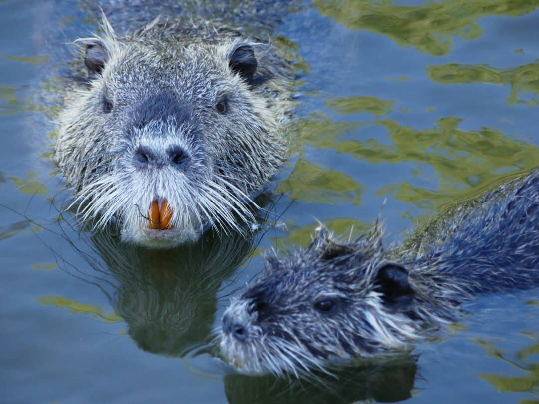 How Beavers Engineer Their Own Ecosystems