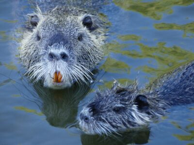 How Beavers Engineer Their Own Ecosystems