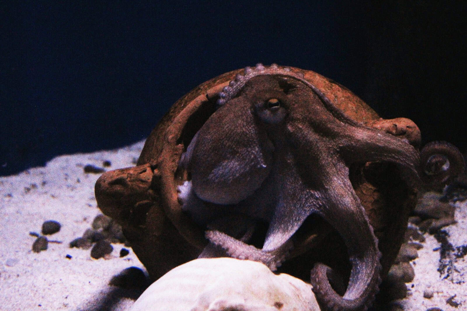 The Octopus That Carries Coconut Shells for Shelter - Animals Around ...