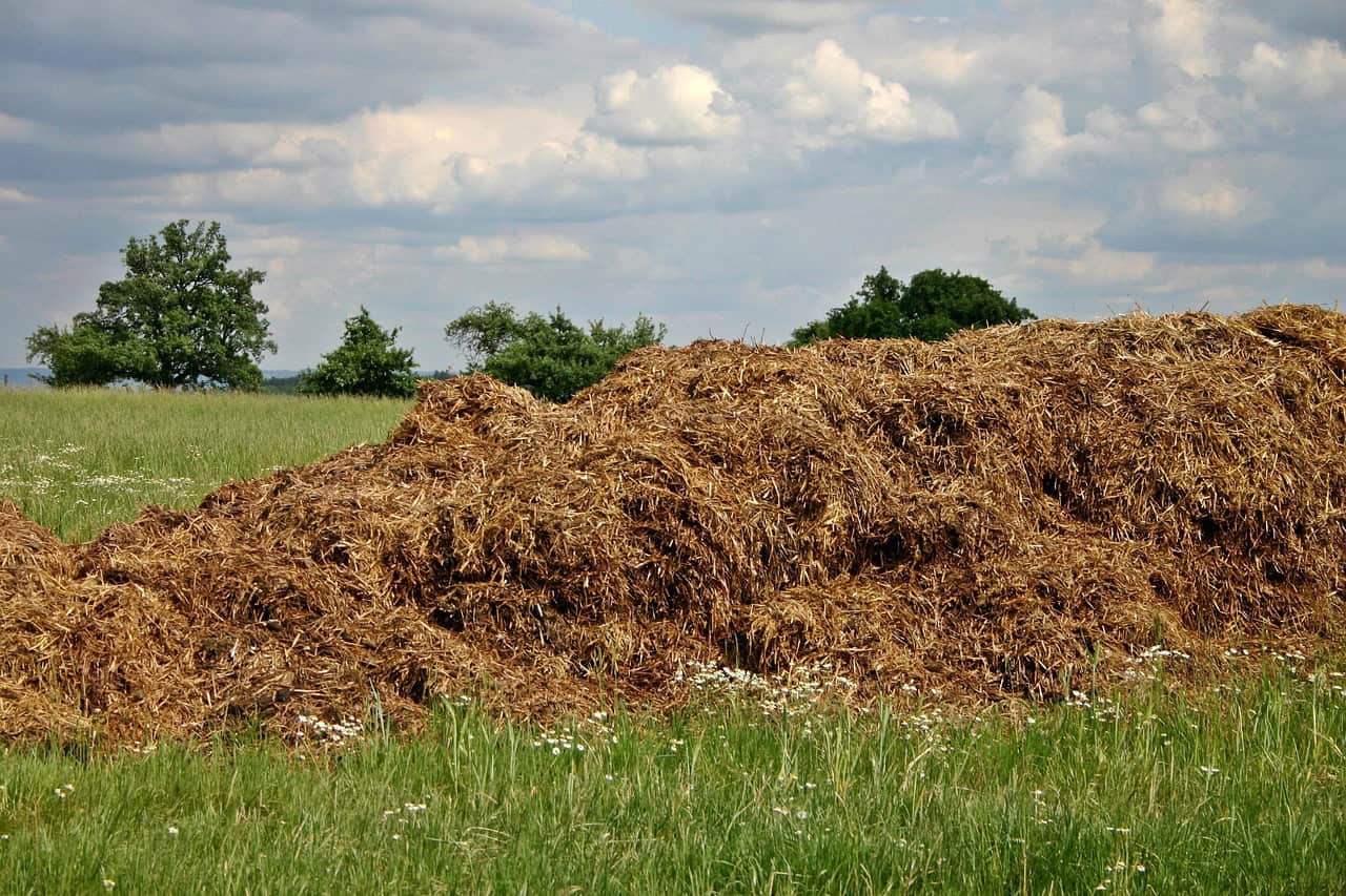 How Cow Manure Is Powering Homes in Rural America - Animals Around The ...