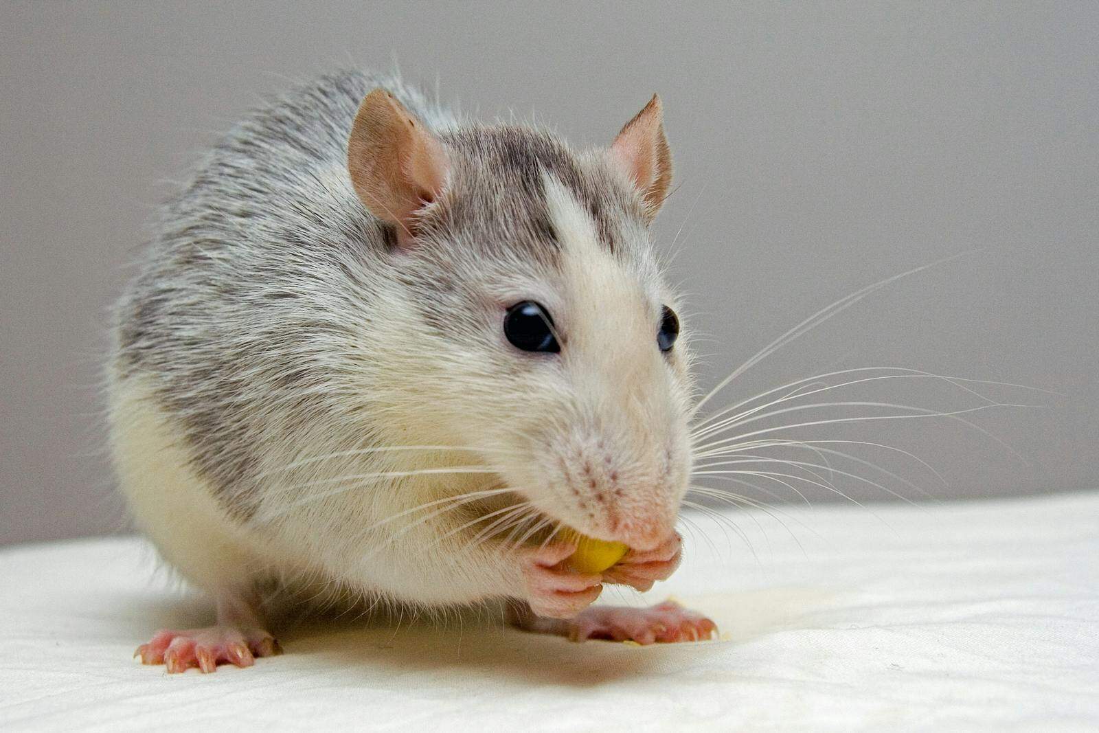 What Rats Can Teach Us About Empathy