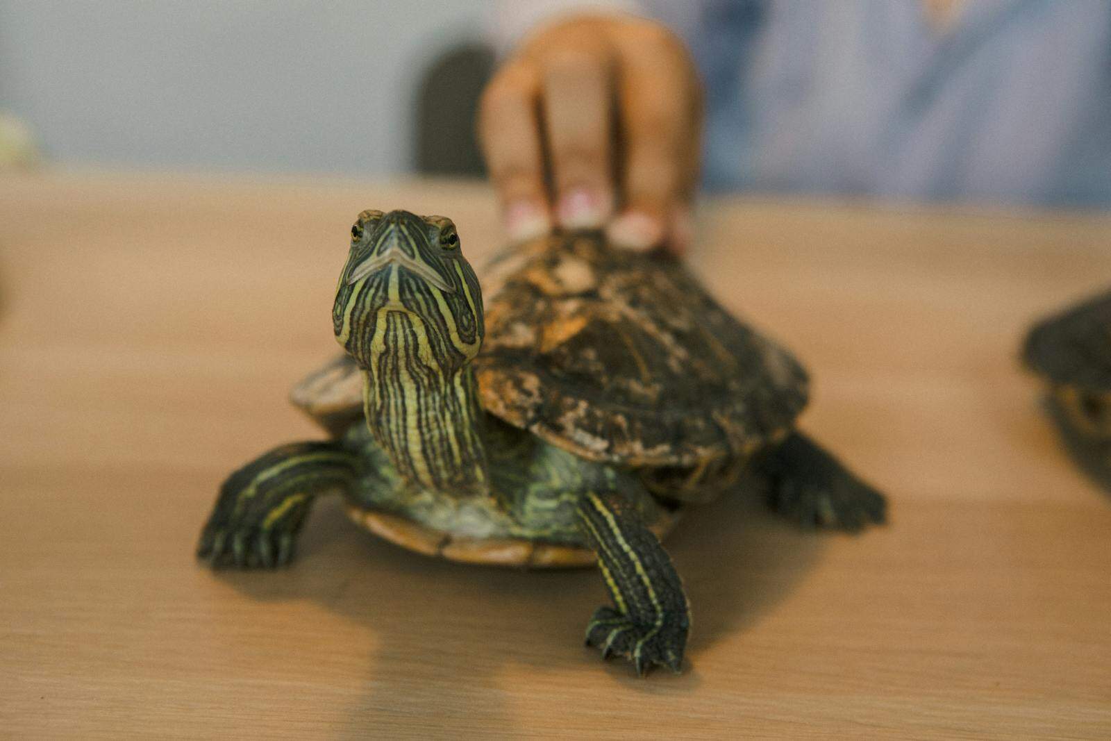 Why You Should Never Release a Pet Turtle Into the Wild