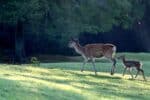 Are Some Deer Really Turning Carnivorous?