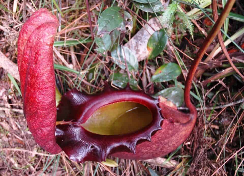 This Plant Can Trap and Digest Mice - Animals Around The Globe