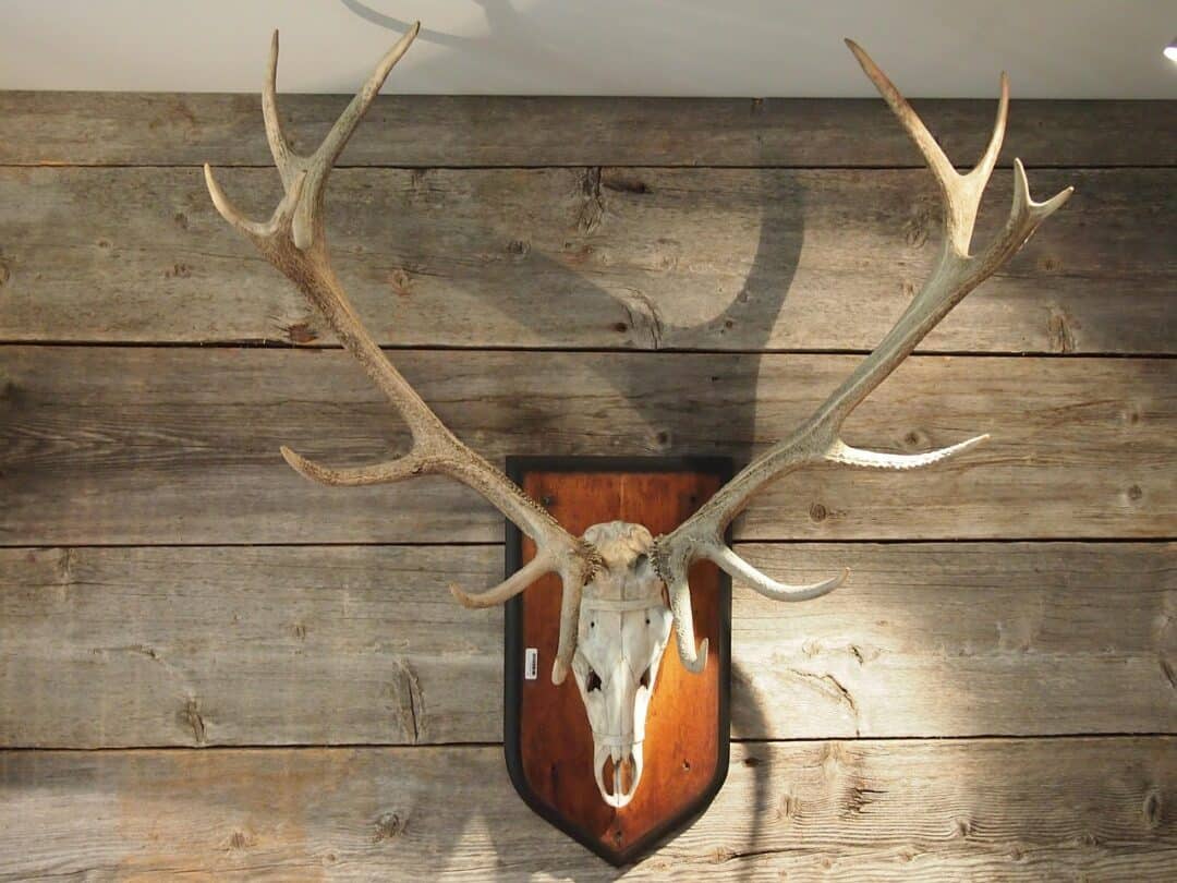 Inside the Billion-Dollar Trophy Hunting Industry: What You Didn’t Know