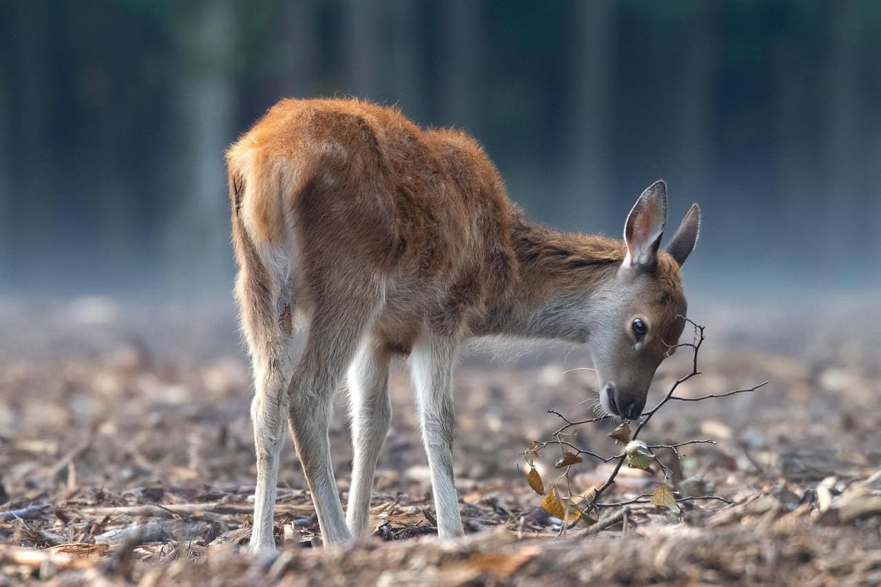 Are Some Deer Really Turning Carnivorous?