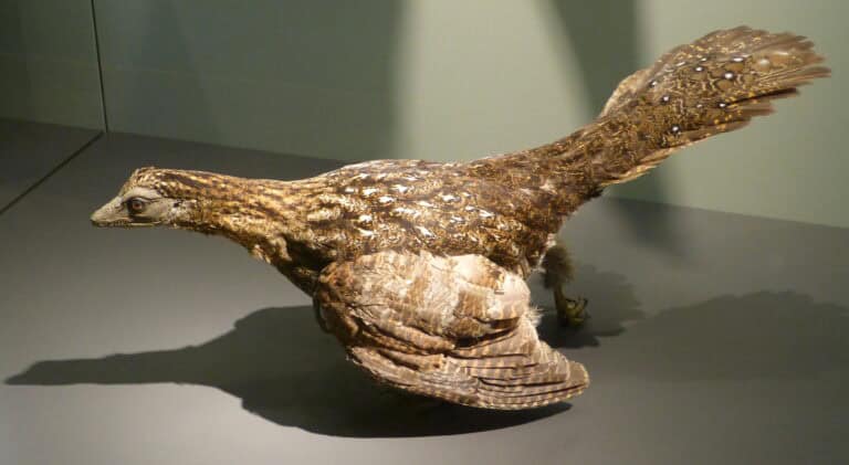 The Bird Fossil That’s Changing the Evolution Timeline - Animals Around ...