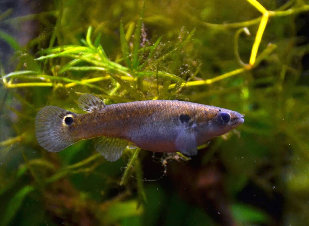 The Fish That Can Breathe Air and Crawl on Land