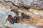 How Ants Solve Complex Problems Without a Brain Center