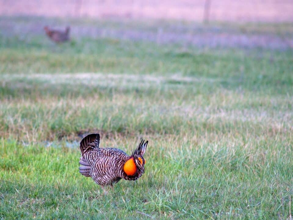 This Prairie in Nebraska Supports Thousands of Bird Species