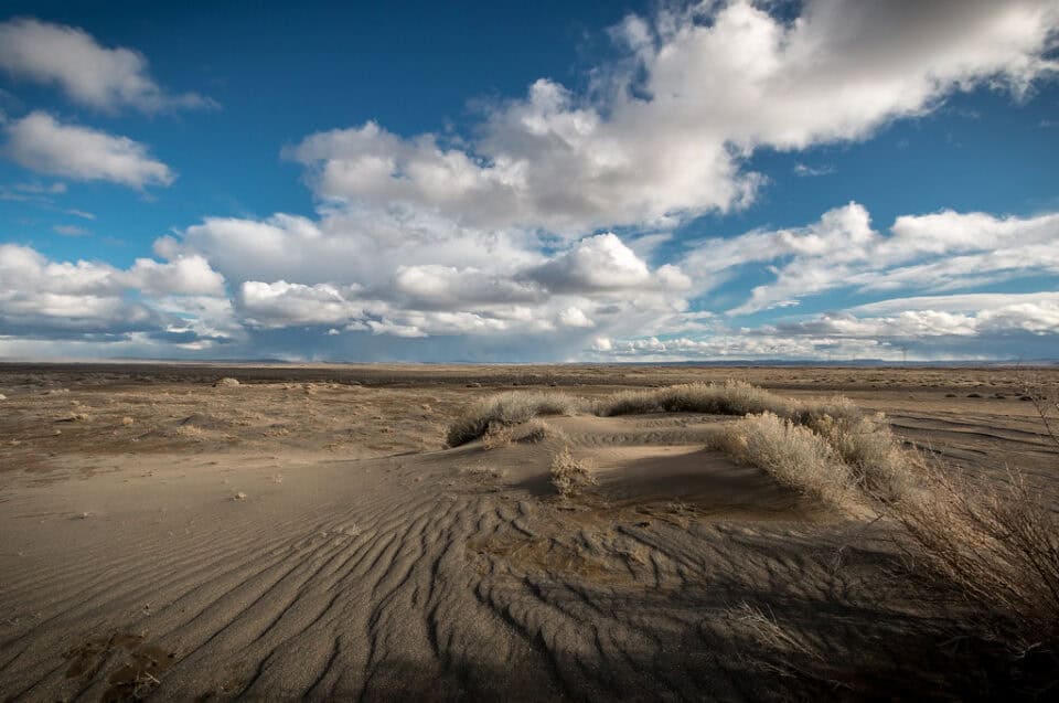 Why Ancient Beaver Bones Were Found in a Desert - Animals Around The Globe