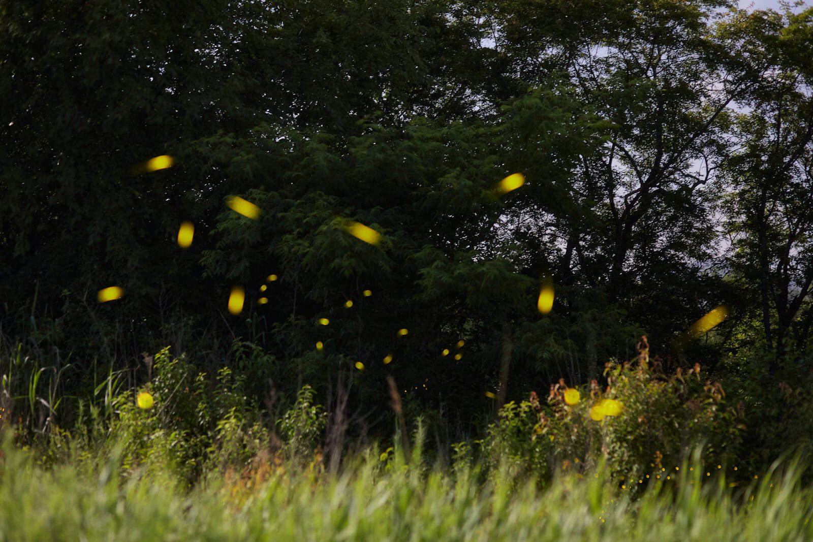 Fireflies Are Returning to This Appalachian Forest—Here’s Why