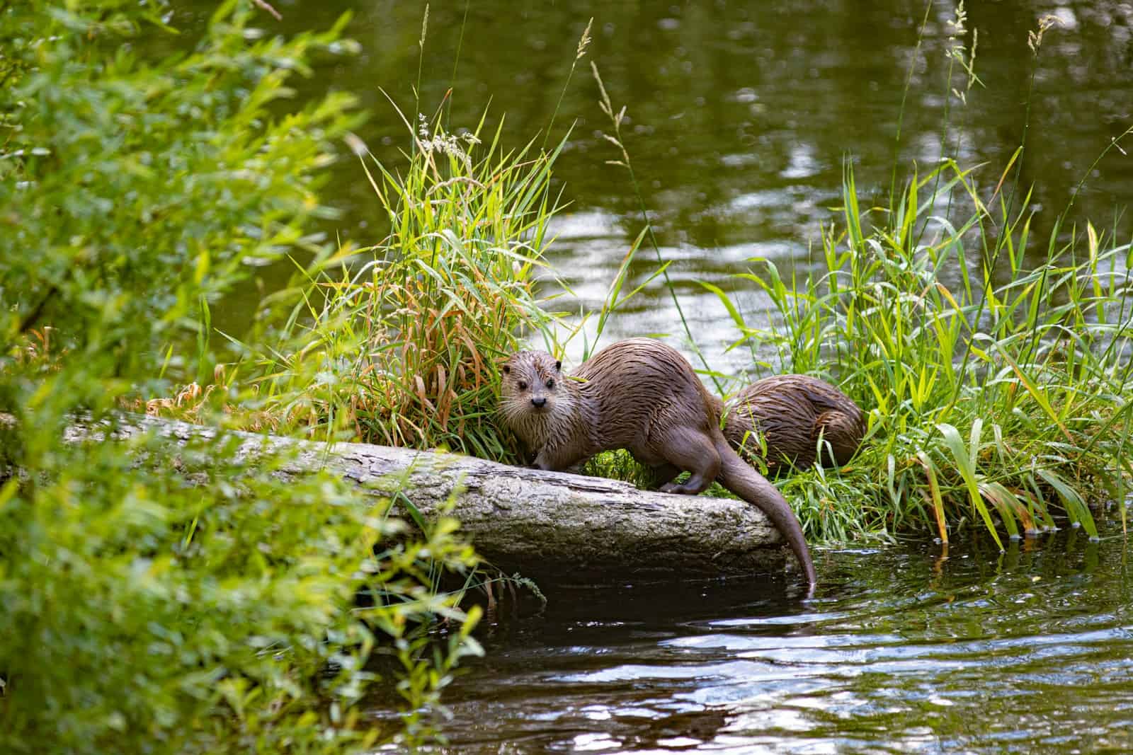 The Unexpected Comeback of River Otters in New York - Animals Around ...